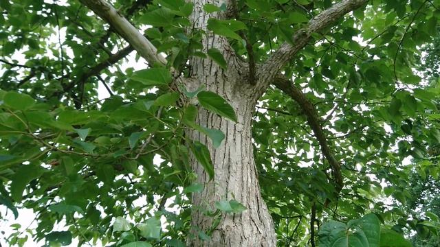 Тополь шершавоплодный (дат. Rabarberpoppel, лат. Populus lasiocarpa)