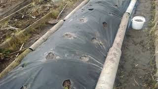 Посадка земляники (клубники) в земляные валы.