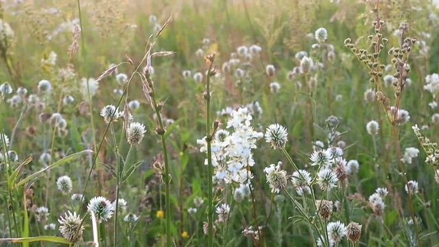 #рузаевка #мордовия #природа #лето #вечер #небо #лес #закат #поле