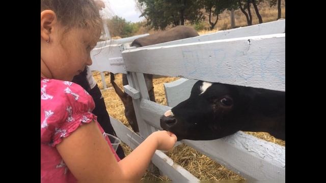 фермерская ярмарка