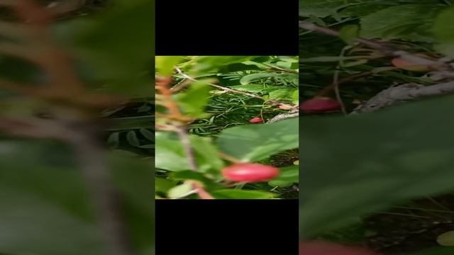 Дикая вишня