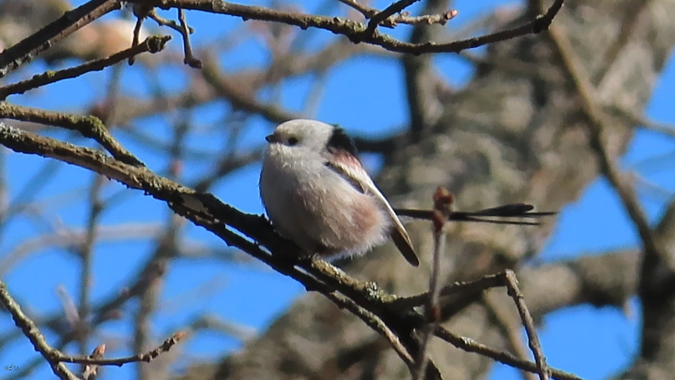 Первый день весны. Снег тает. Синички-ополовники на кочевке. Коноплянки, зеленушки поют.