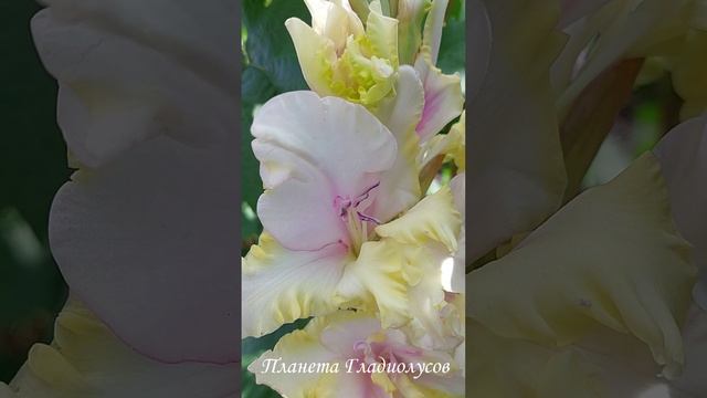 Благородный красавец на Вашей клумбе. Гладиолусы Миг удачи