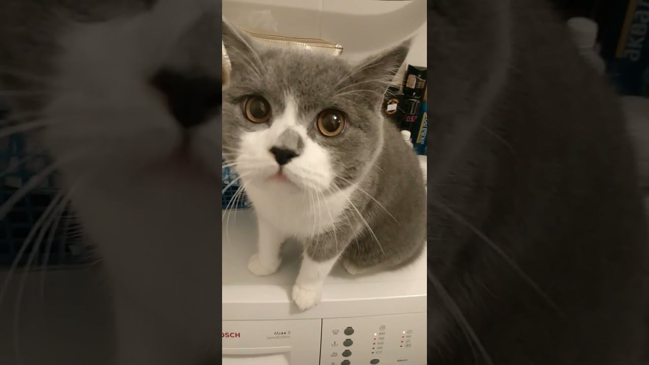 ЗДОРОВЕННАЯ ЩУКА