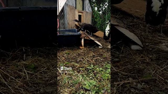 жизнь уток 2 #the life of ducks #утки бегунки