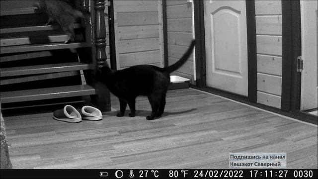 Ночная и дневная съемка с фотоловушки НС 801 А на разряженных аккумуляторах .avi