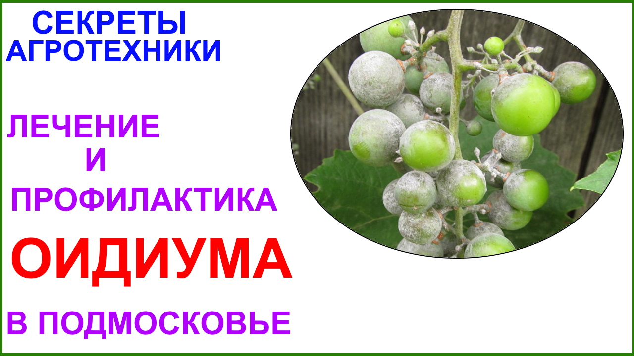 Лечение и профилактика оидиума в Подмосковье
