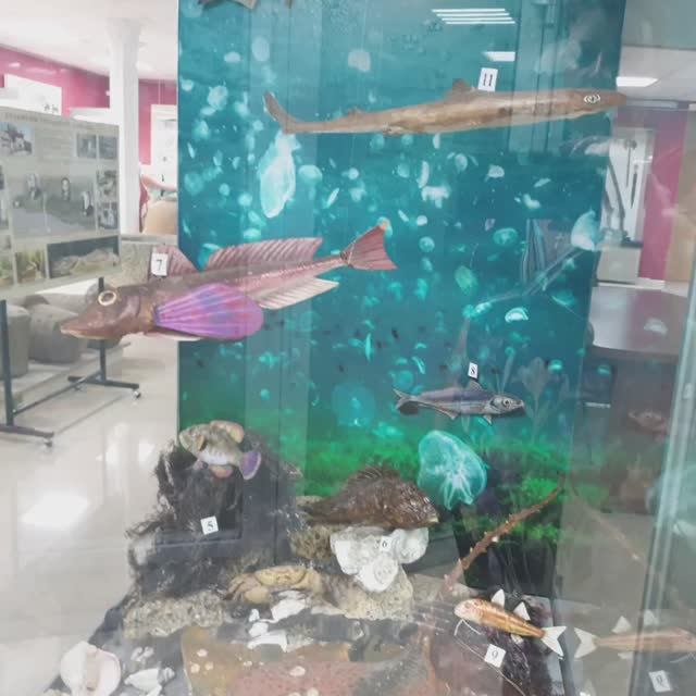 Геленджик. Раскопки,монеты,экспонаты ,подводный мир краснодарского края.