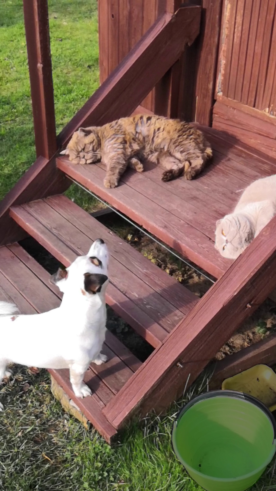 Эй, котики, пошли играть в футбол! Отстань! Ну ничего, я подожду