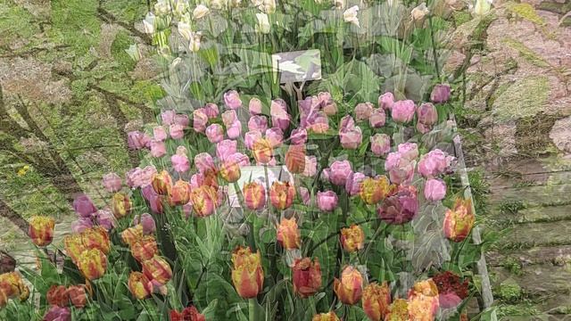 ПОЗДНЯЯ ВЕСНА в АПТЕКАРСКОМ ОГОРОДЕ В МОСКВЕ