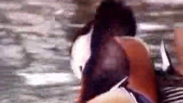 Утка-мандаринка