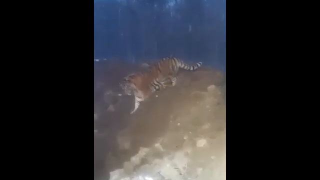 Тигр в Благовещенске Сковородино