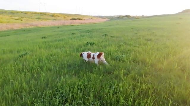 Весенний перепел.mp4