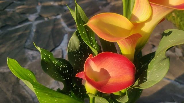 #ЦветыВместе Callalucious (Calla Lyly) Калла микс