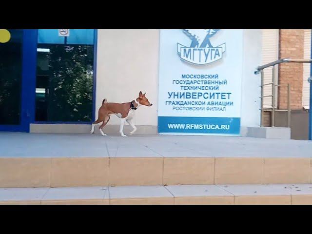 Джоли идёт за мной, а Лео - за знаниями