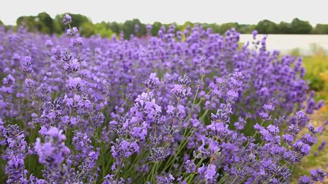 Лекарственные растения