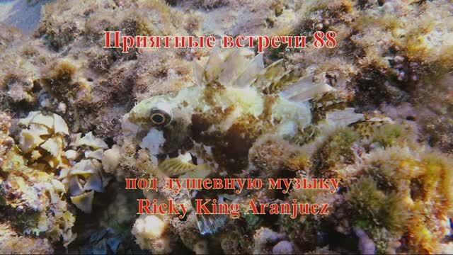 Приятные встречи 88 Кудрепер обыкновенный под душевную музыку Ricky King Aranjuez