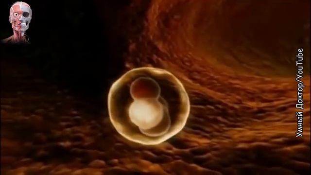 Полово́й проце́сс! Как протекает беременность Что происходит после эякуляции! Оплодотворе́ние..mp4