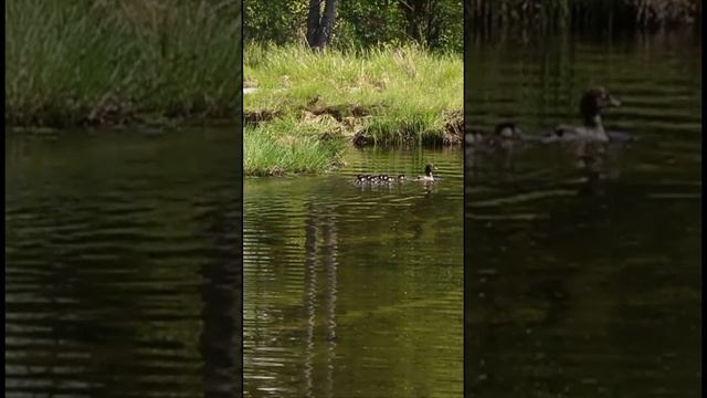 Байкал. Утиная семья в истоке Ширильды. [ Путешествия на Север озера Байкал. ]