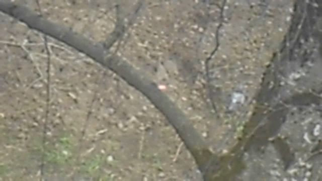 Весна. Голуби в поиске еды 546458 DSCN5265