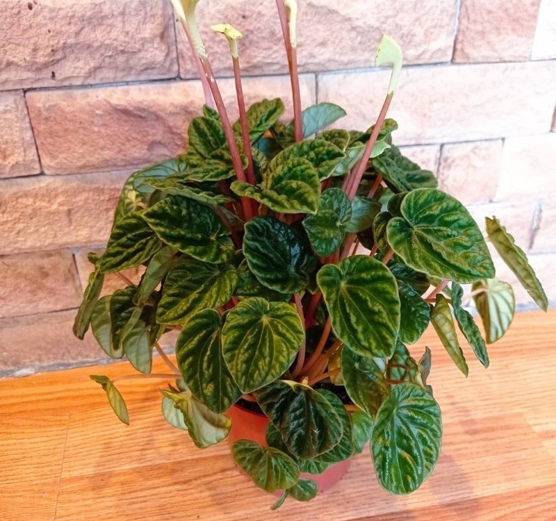 Зелень на кухню, папоротник в ванную - подбираем растения для каждой комнаты