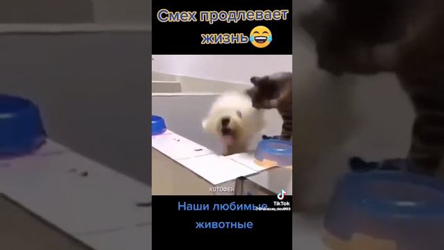 приколы с животными 😂😂😂😂😂😂😂😂😂😂😂😂😂😂😂😂😂😂😂😂😂😂😂😂😂😂😂
