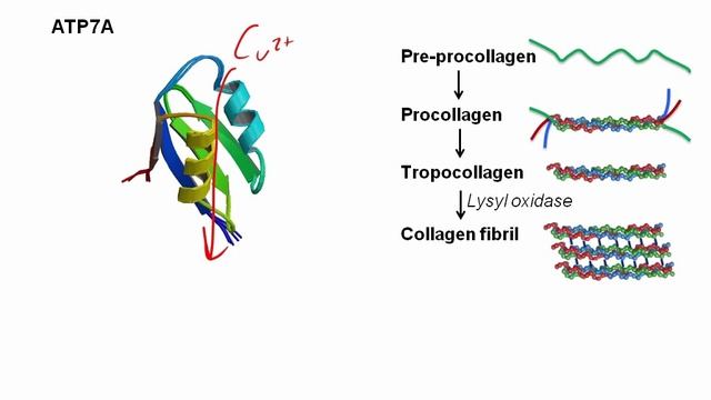 USMLE RX - 1.Биохимия - 1.Клеточная -  9.Болезнь Менкеса