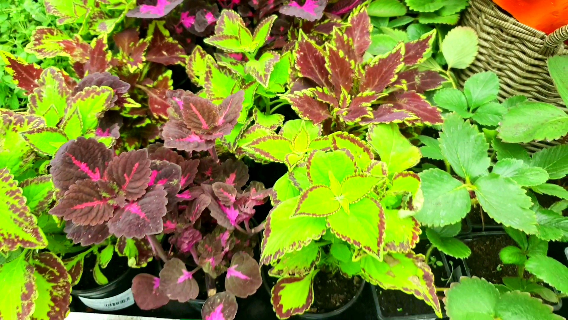 ?БАУЦЕНТР⚘Садовые Цветы и Хвойные ??