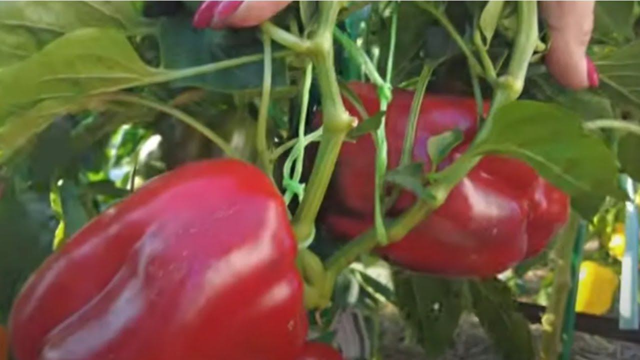 Перцы - звезды, им нет равных на грядках. Зажгите свою звезду