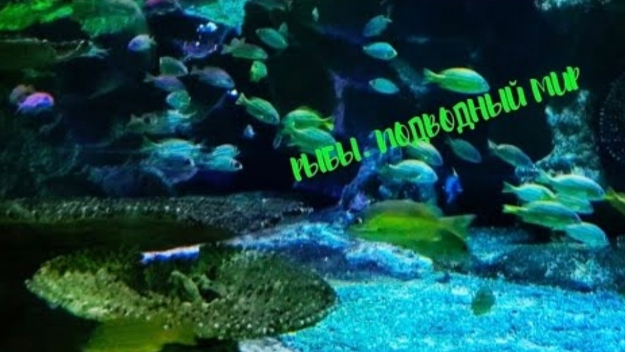 РЫБЫ. ПОДВОДНЫЙ МИР. Александра Миркушова