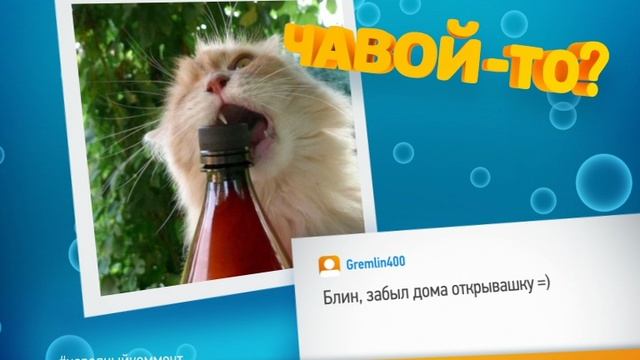 Чавой-то. Котик