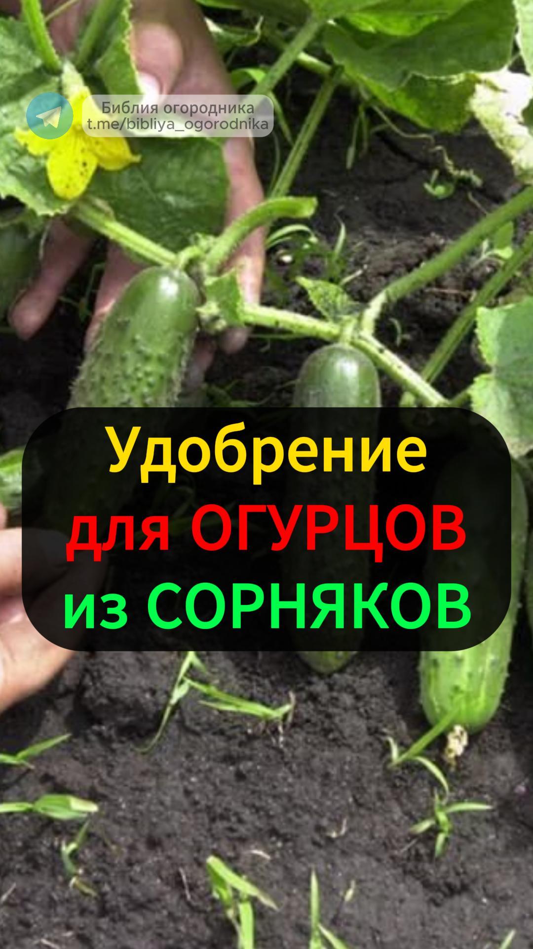 Натуральное УДОБРЕНИЕ ИЗ СОРНЯКОВ: секрет большого урожая огурцов #shorts