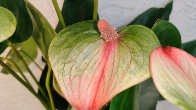 Цветы Вместе - Антуриум Экзота Anthurium Exota  14/45