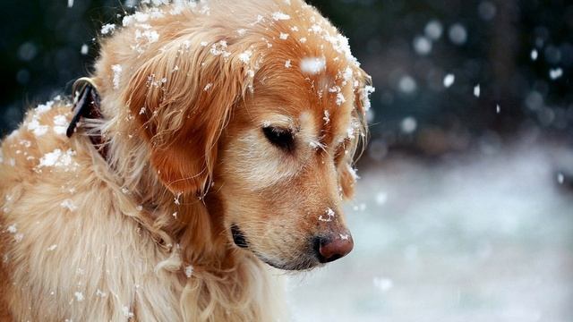 John Denver. Songs Of