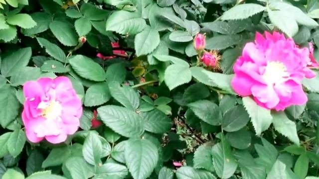 Красивая музыка для души. Цветение весны..mp4