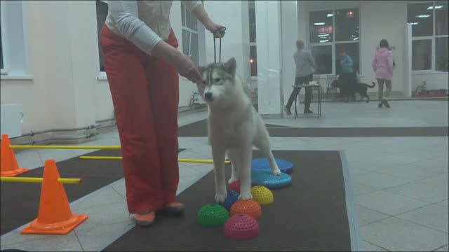 Дог-фитнес. Сибирский хаски. Тольятти, зима 2016.