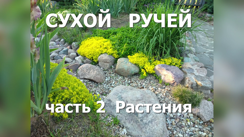 Сухой ручей, часть 2 растения