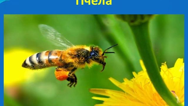 Мероприятие «Ах, эти милые создания!»