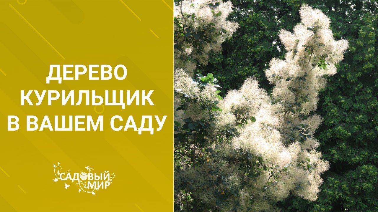 Очень красивый кустарник для вашего  сада