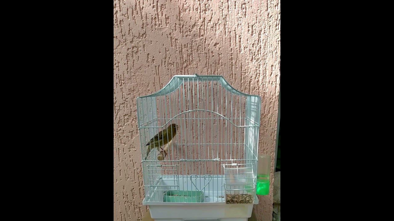 Краснодеревый Кенар