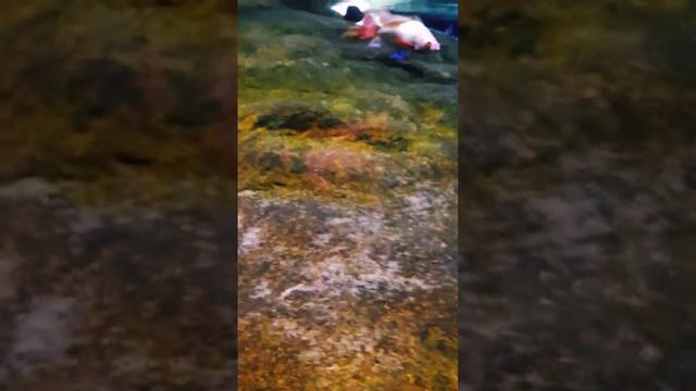 Энергичная рыба. Александра Миркушова