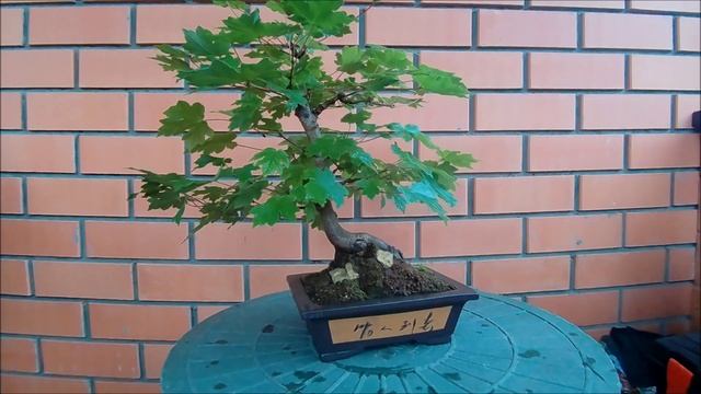 Бонсай два полевых клёна на камнях Bonsai two field maples  on the rocks лето 2022 год