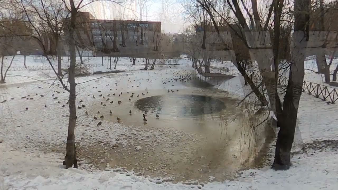 Уточки  (11.03.2023)