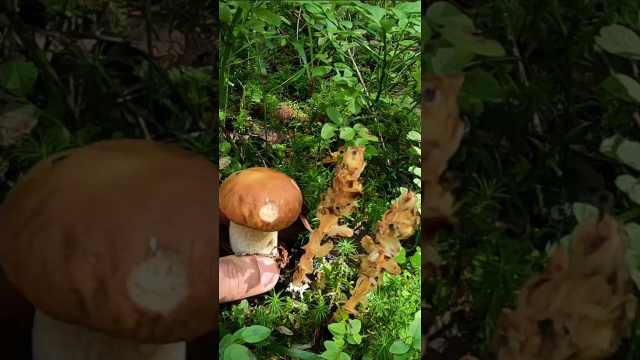 Выход в лес за грибами и первые белые в этом сезоне #деревня #лес #грибы