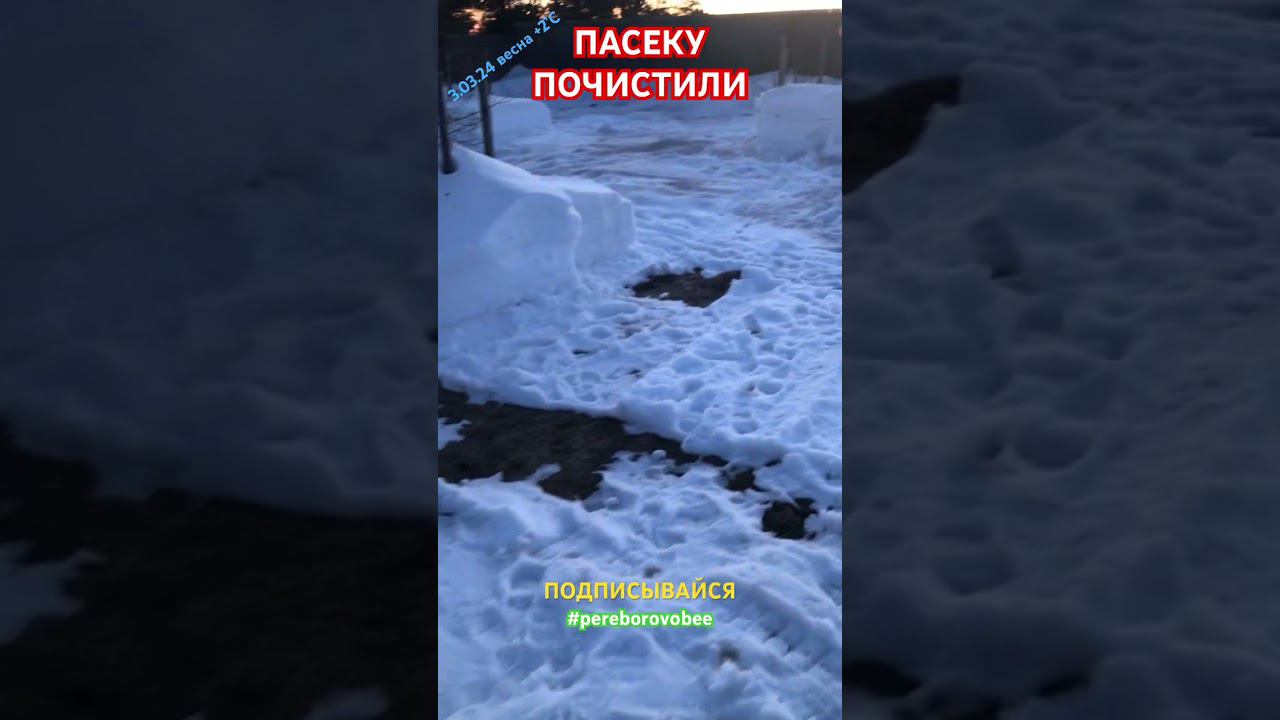 Пасеку почистили! | ПЧЕЛОВОДСТВО #pereborovobee #пасека #bee #пчеловодство #весна