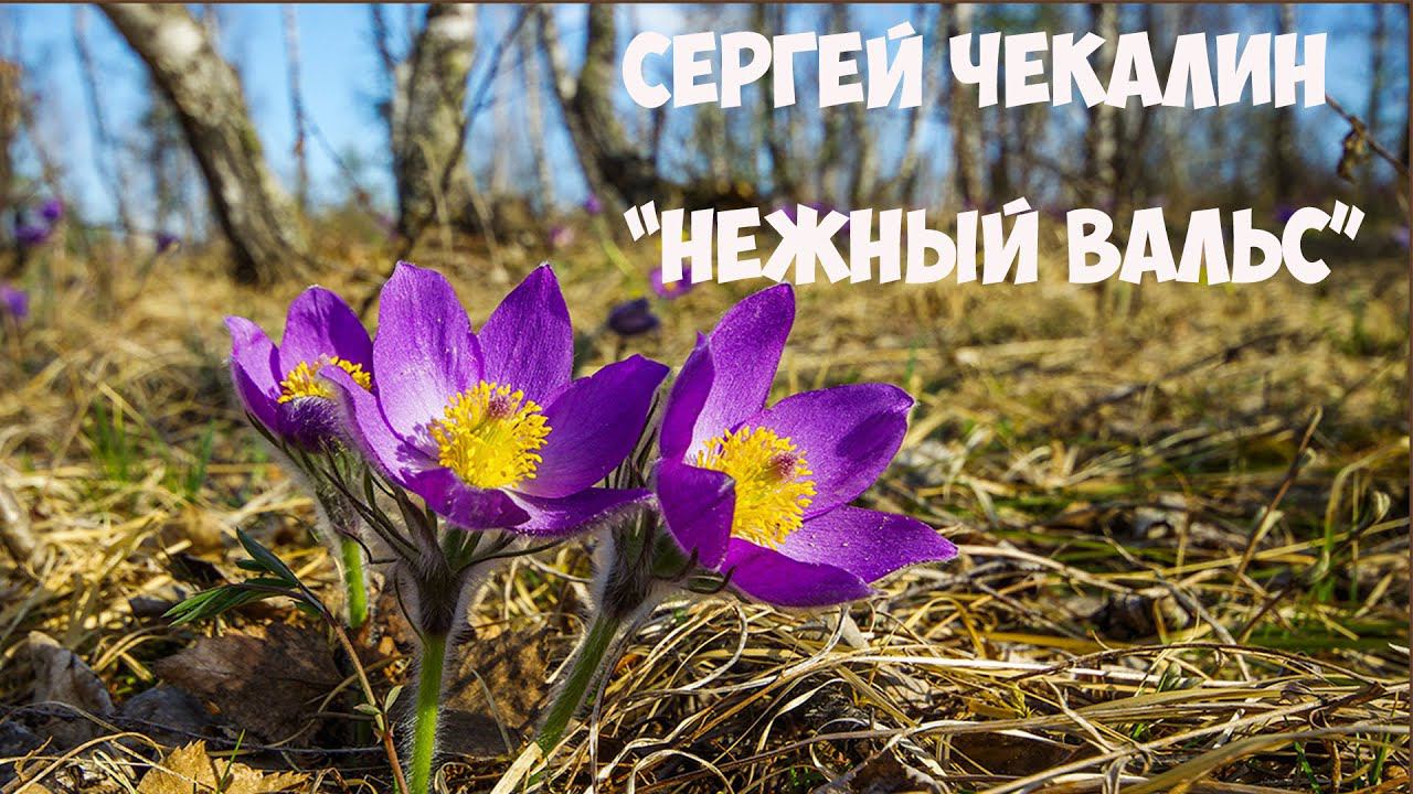 Нежный вальс Сергей Чекалин