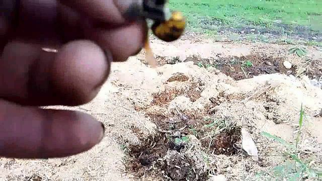 шершень враг садовода и виноградаря.