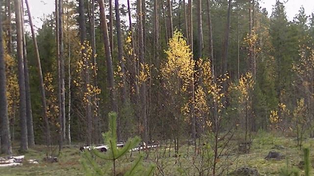 Прогулка по осеннему лесу