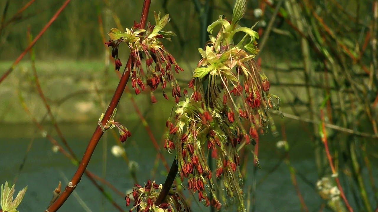 В поисках белой совы