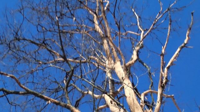 Результат работы дятла (желны)